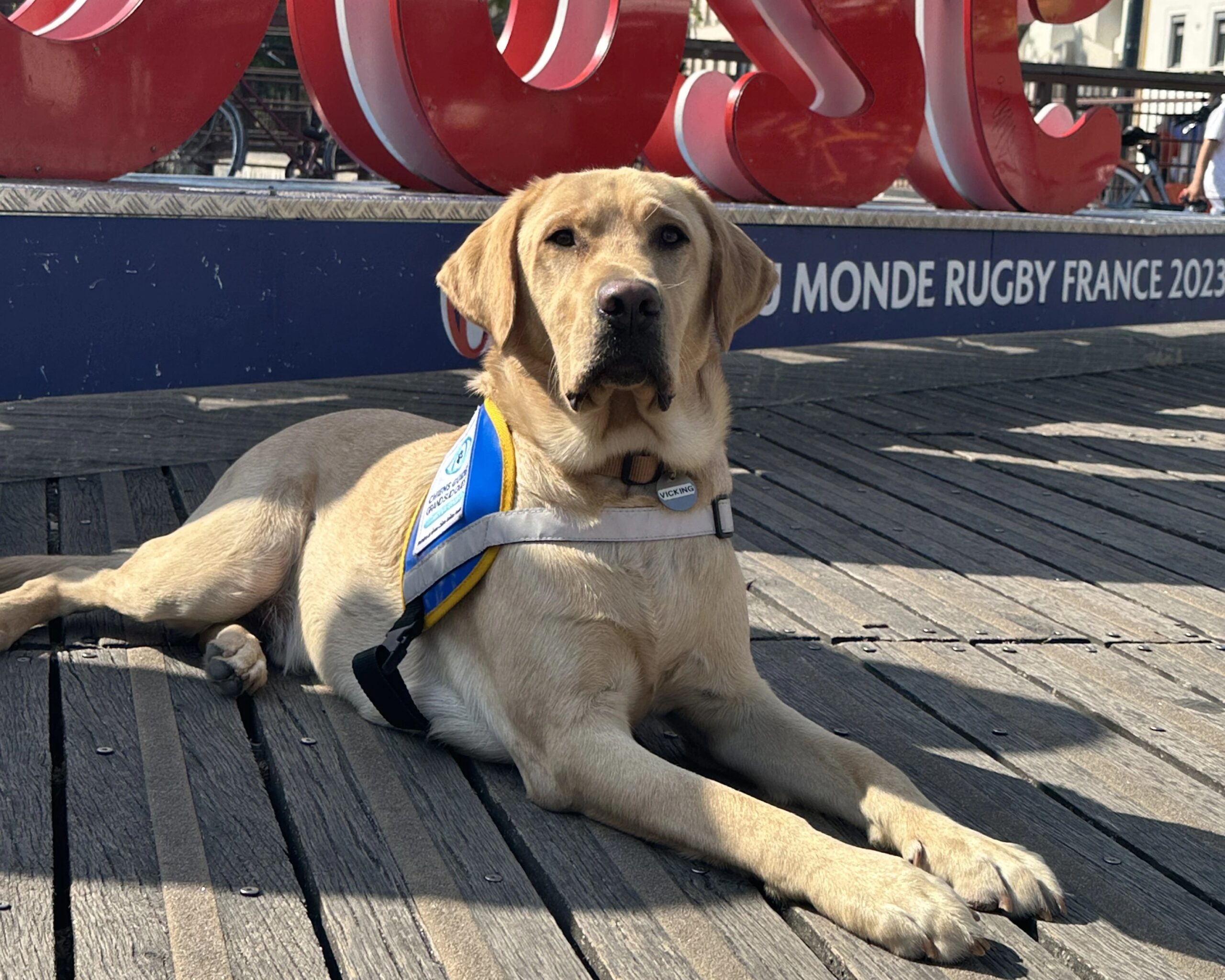 Vicking, un élève chien guide attachant en fin de pré-éducation ...